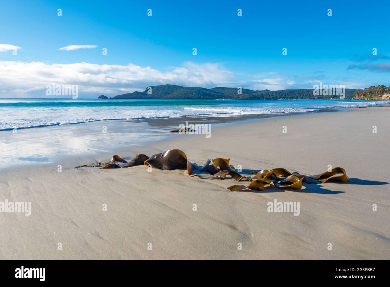 Giant bladder kelp (Macrocystis pyrifera) washed up on the shores of ...