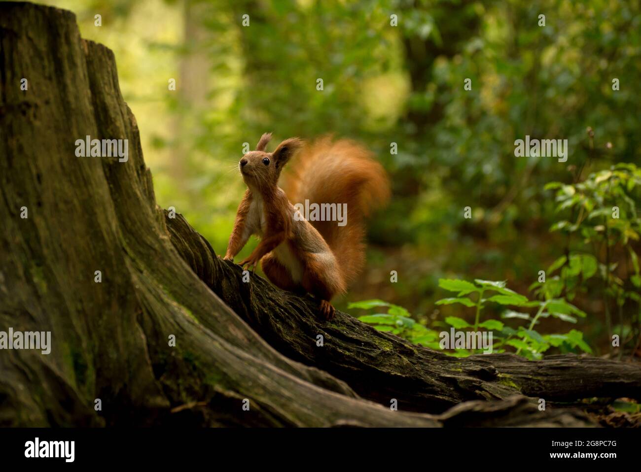 Red fluffy squirrel in a autumn forest. Curious red fur animal among ...