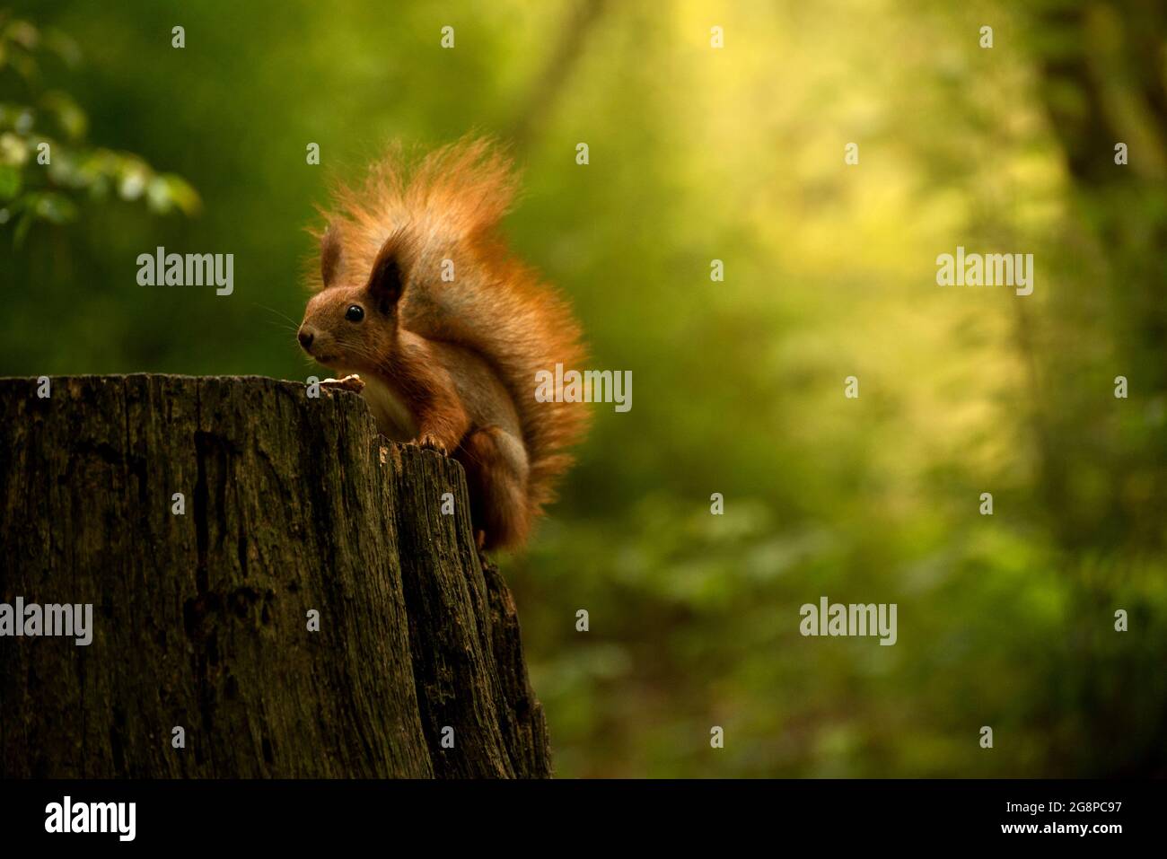 Red fluffy squirrel in a autumn forest. Curious red fur animal among ...