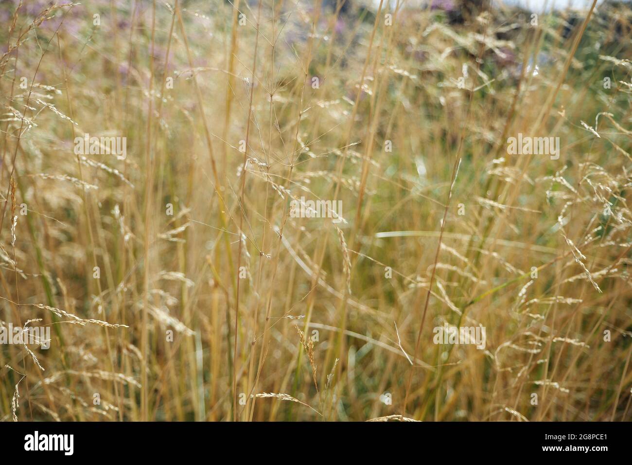 Field of tall grass hi-res stock photography and images - Alamy