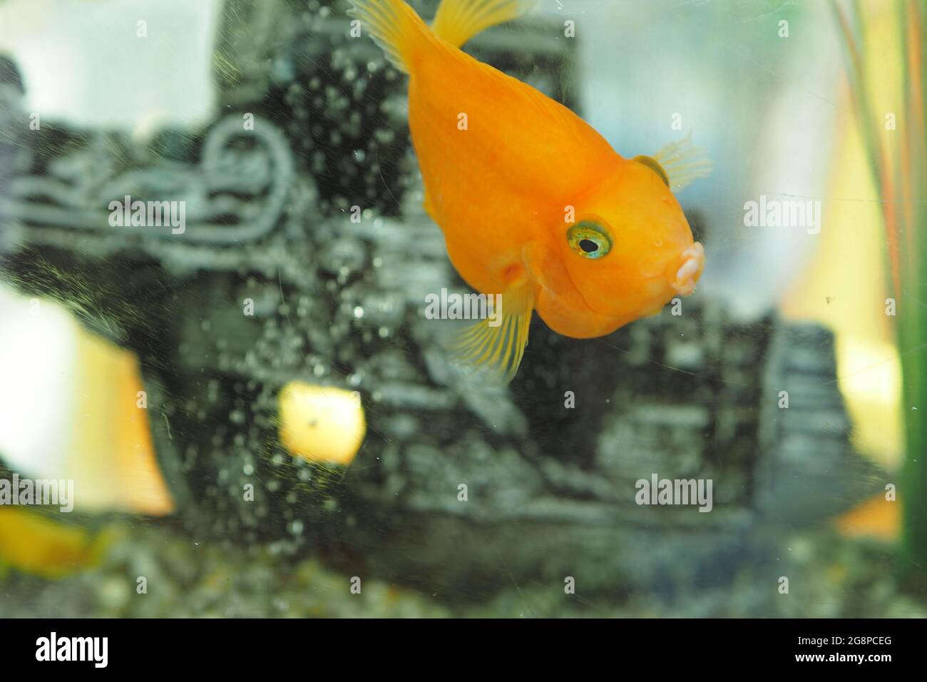 A beautiful aquarium fish swims in the aquarium. Gold fish. High ...