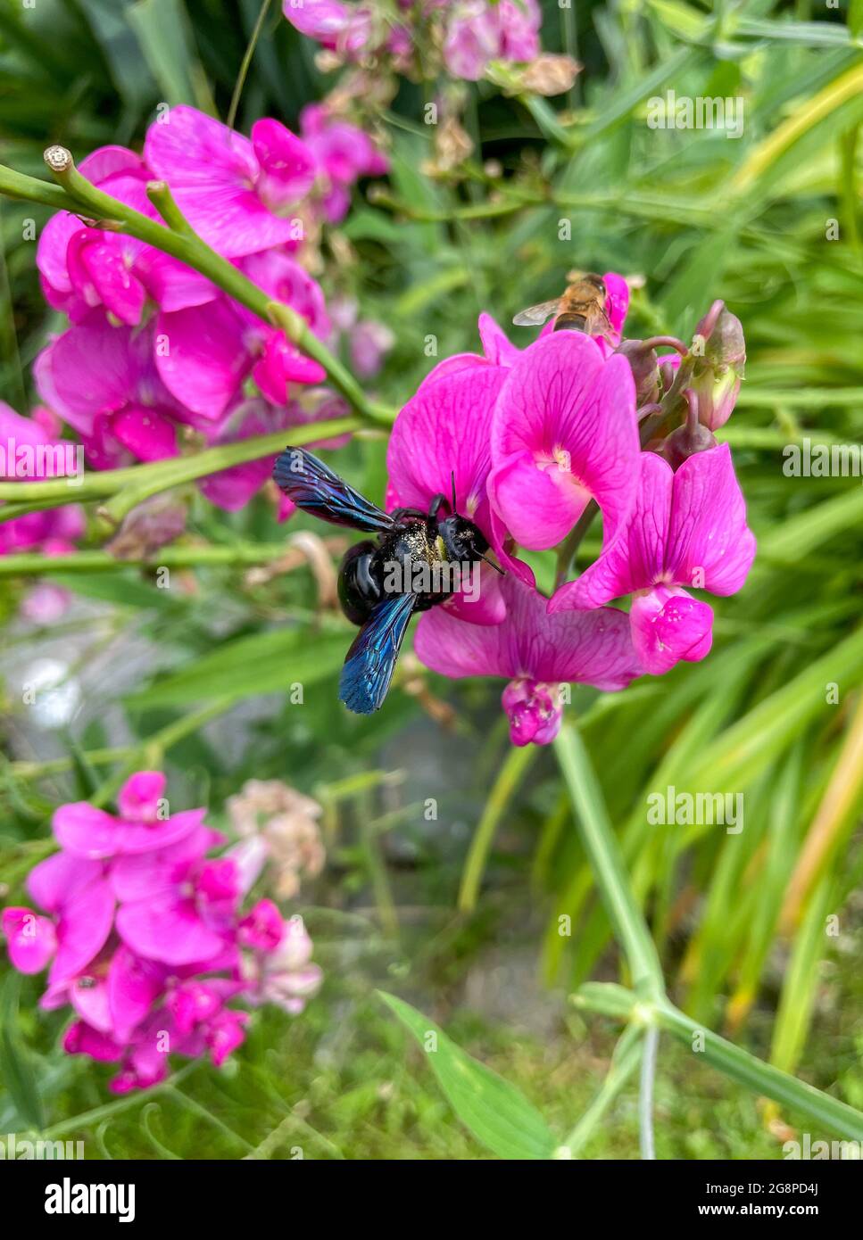 Rare bee species hi-res stock photography and images - Alamy