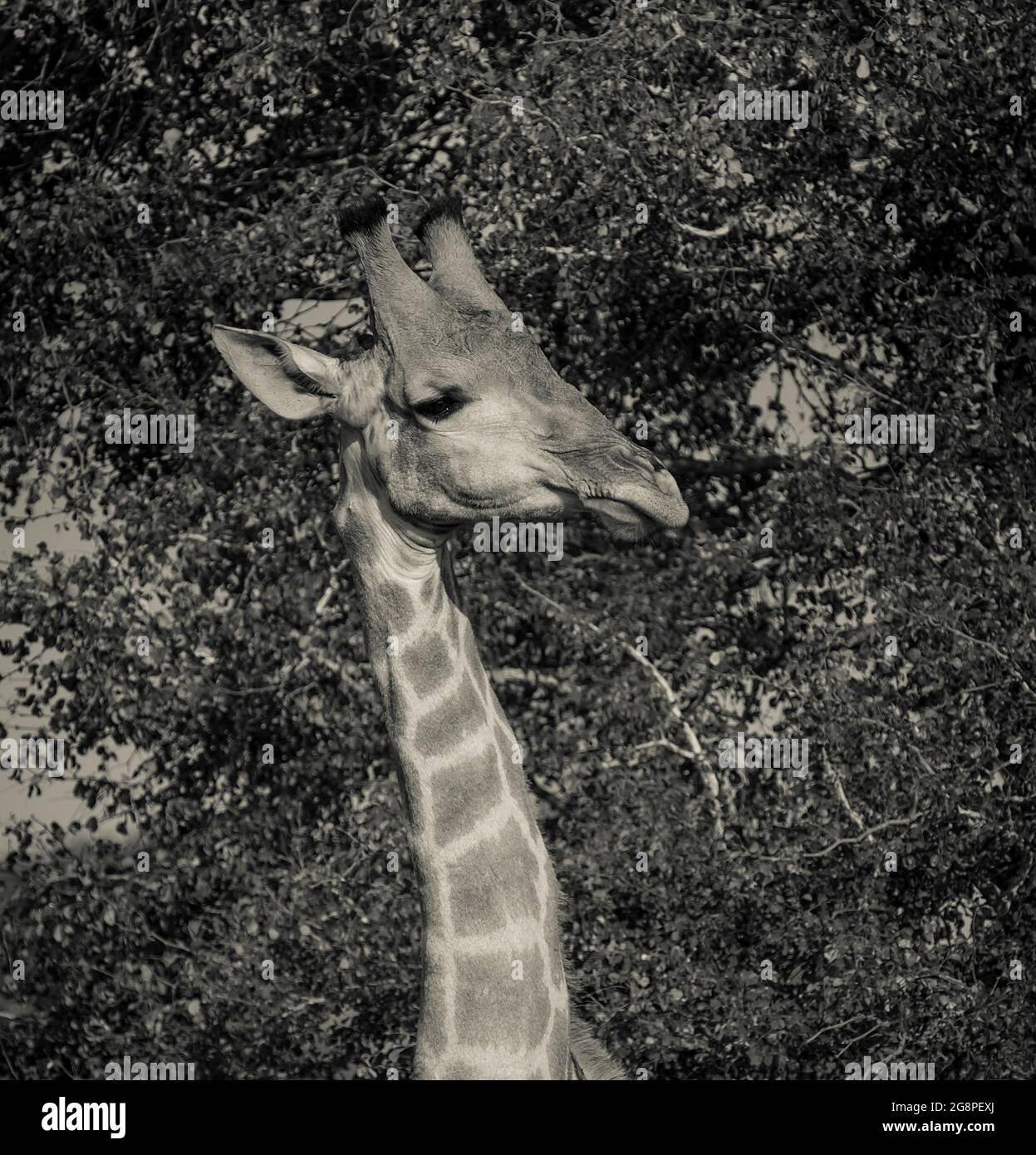 Jiraffa, Giraffa camelopardalis, in African Savannah environment, Kruger National Park, South ...