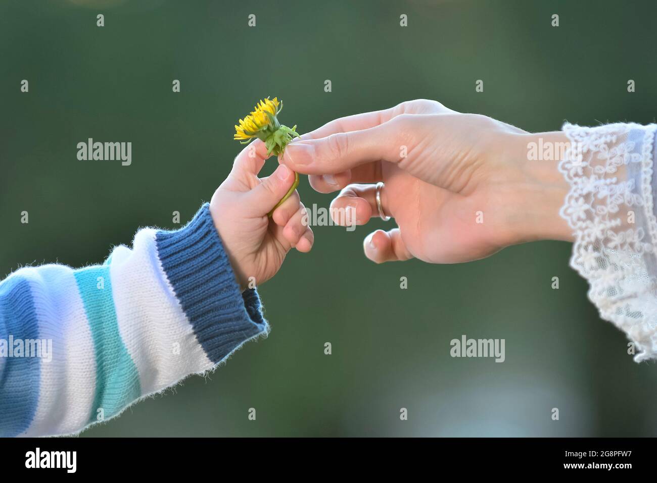 Hand of a mother handing a flower to her child Stock Photo - Alamy