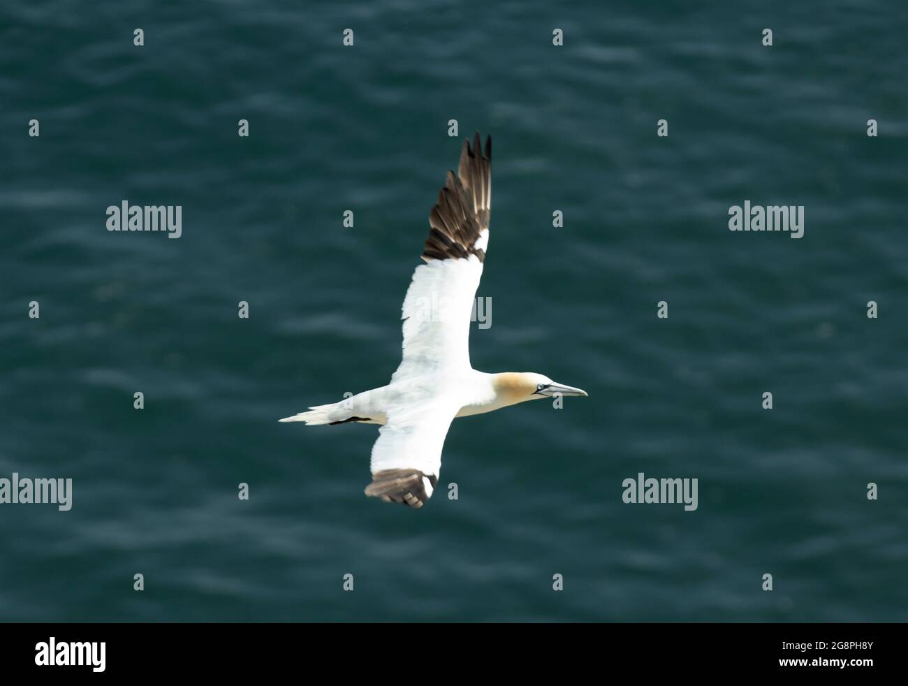 White primary wing feathers hi-res stock photography and images - Alamy