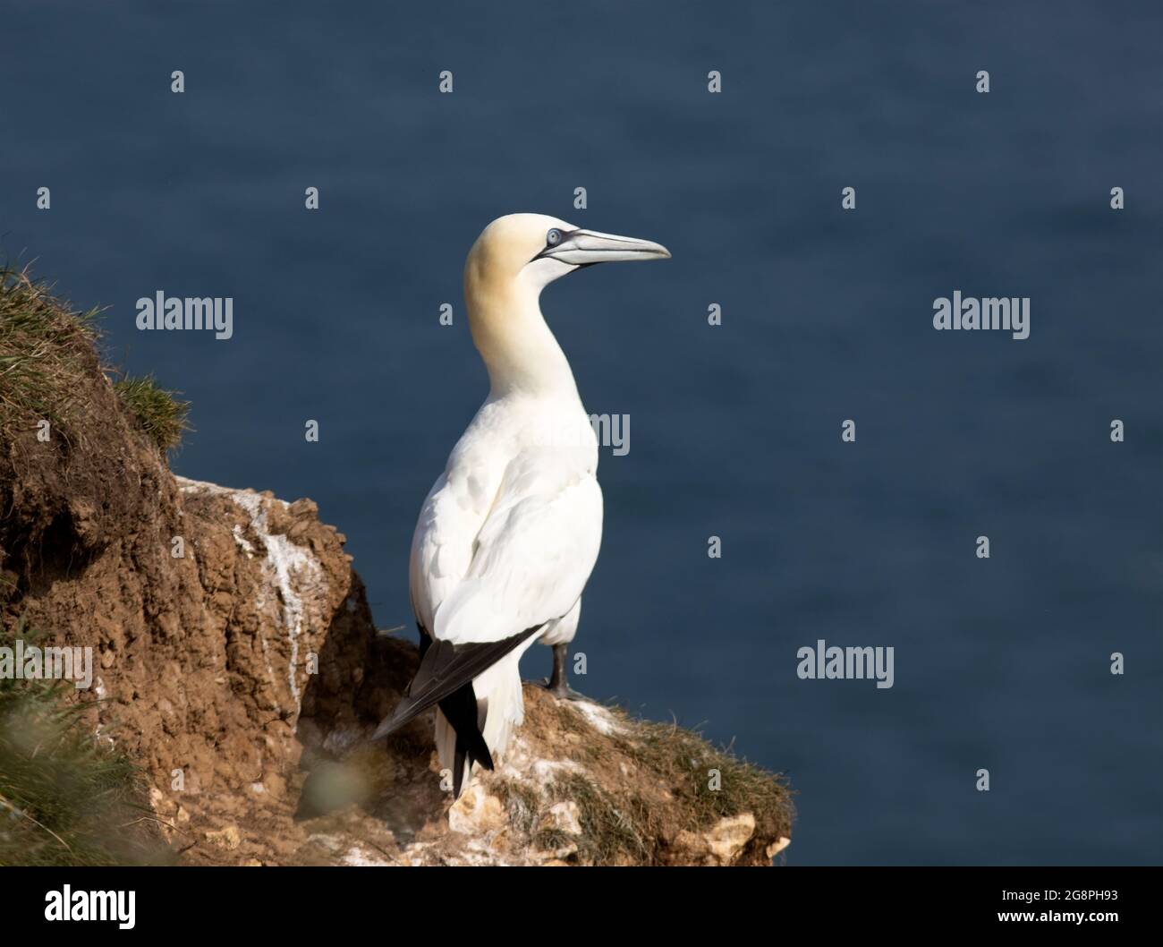 An adult Gannet with pure white plumage and just back wing primary ...