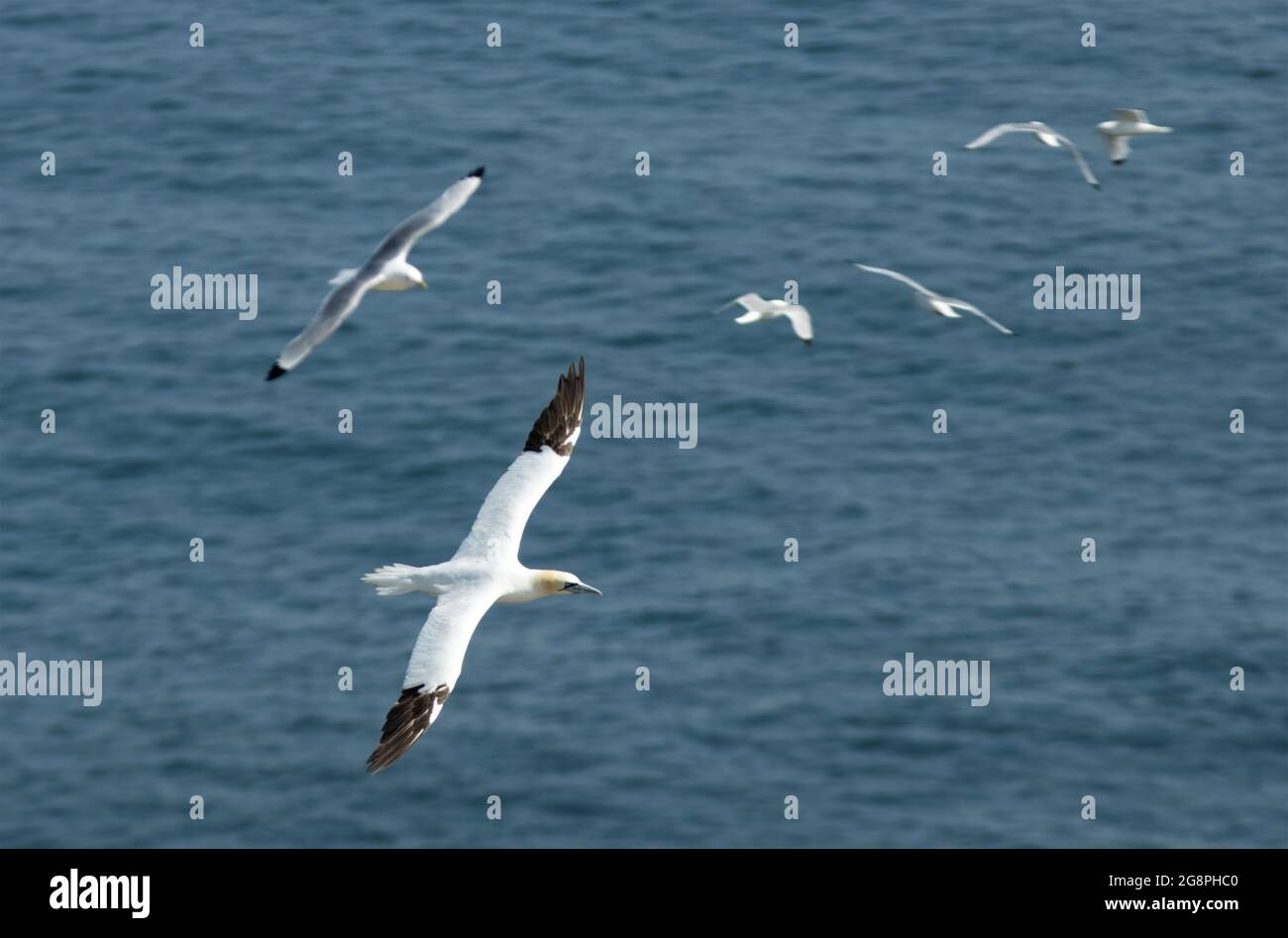An adult Gannet with pure white plumage and just black wing primary ...