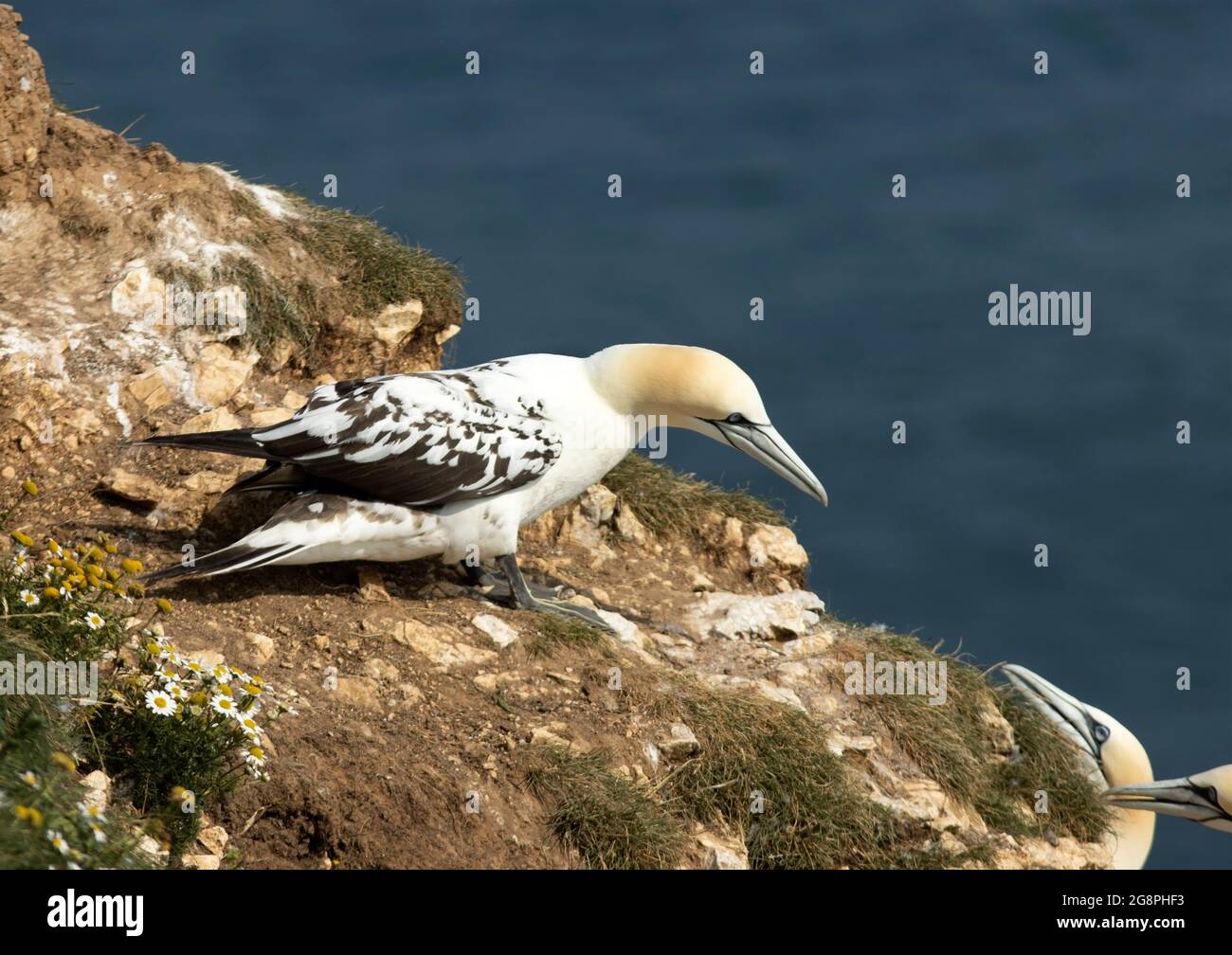 The black mottling on the back and wing coverlets show this to be a 4 ...