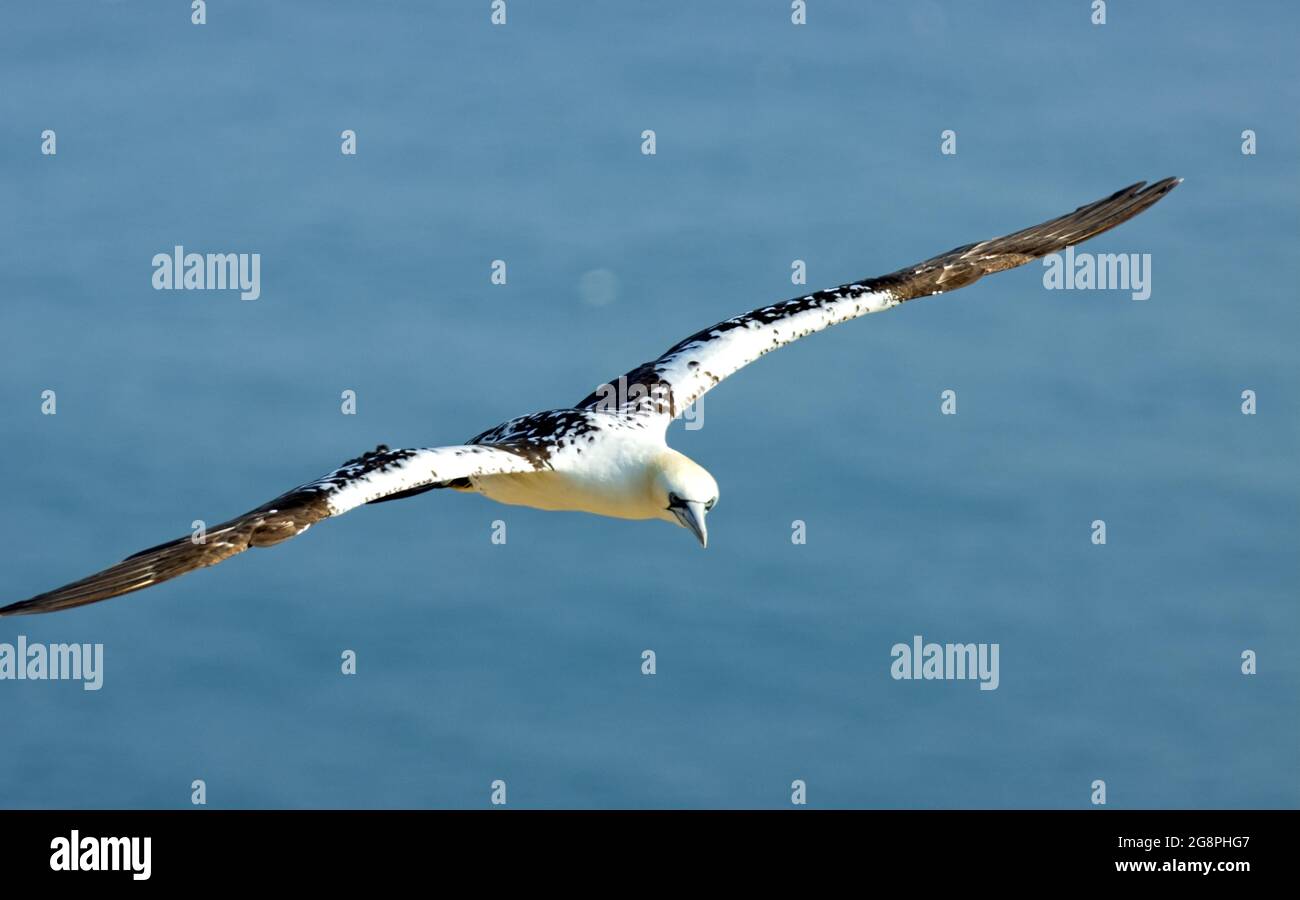 The black mottling on the back and wing coverlets show this to be a 4 ...