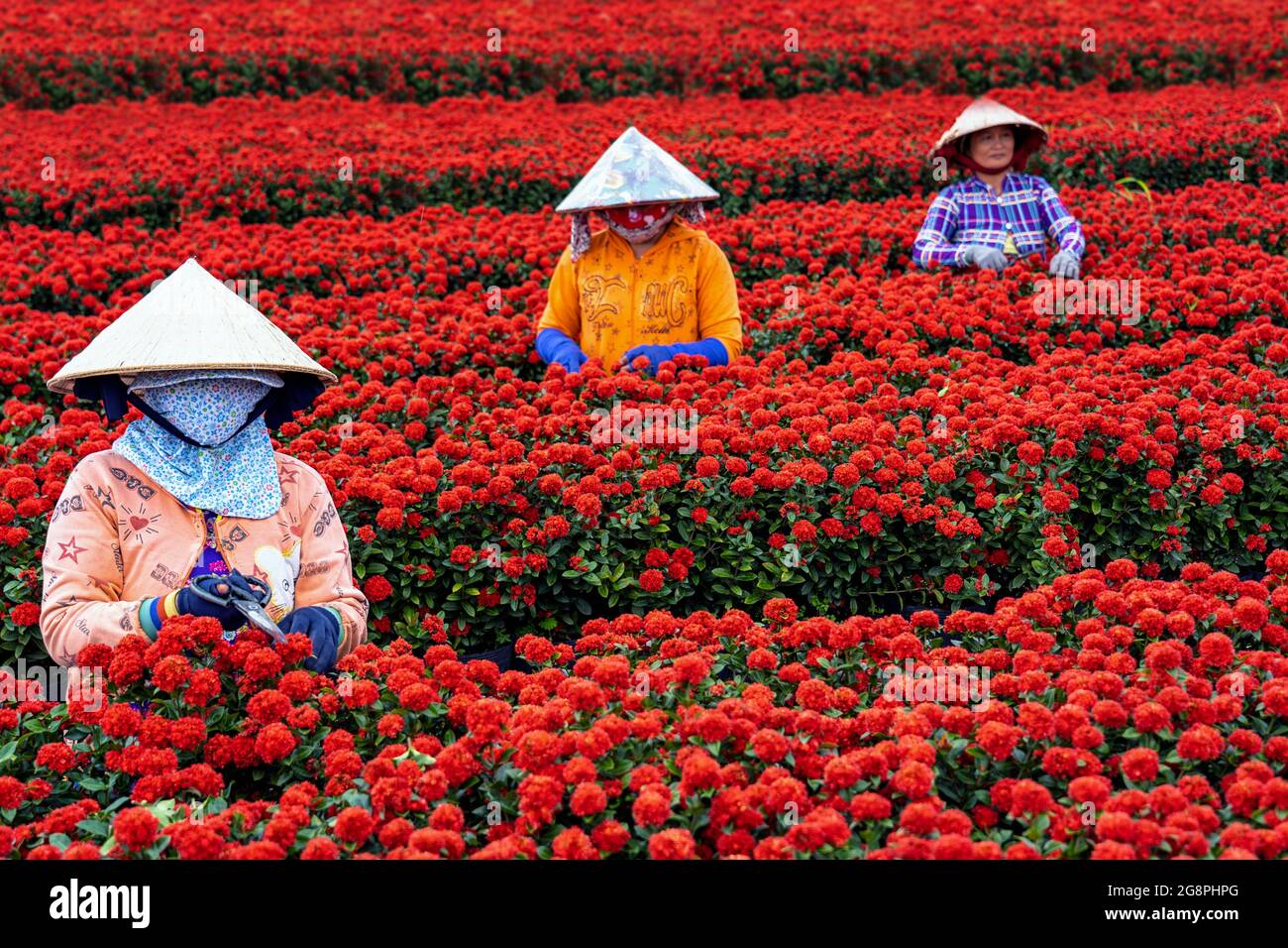 Group of Vietnamese farmers working with red flowers garden in sadec ...