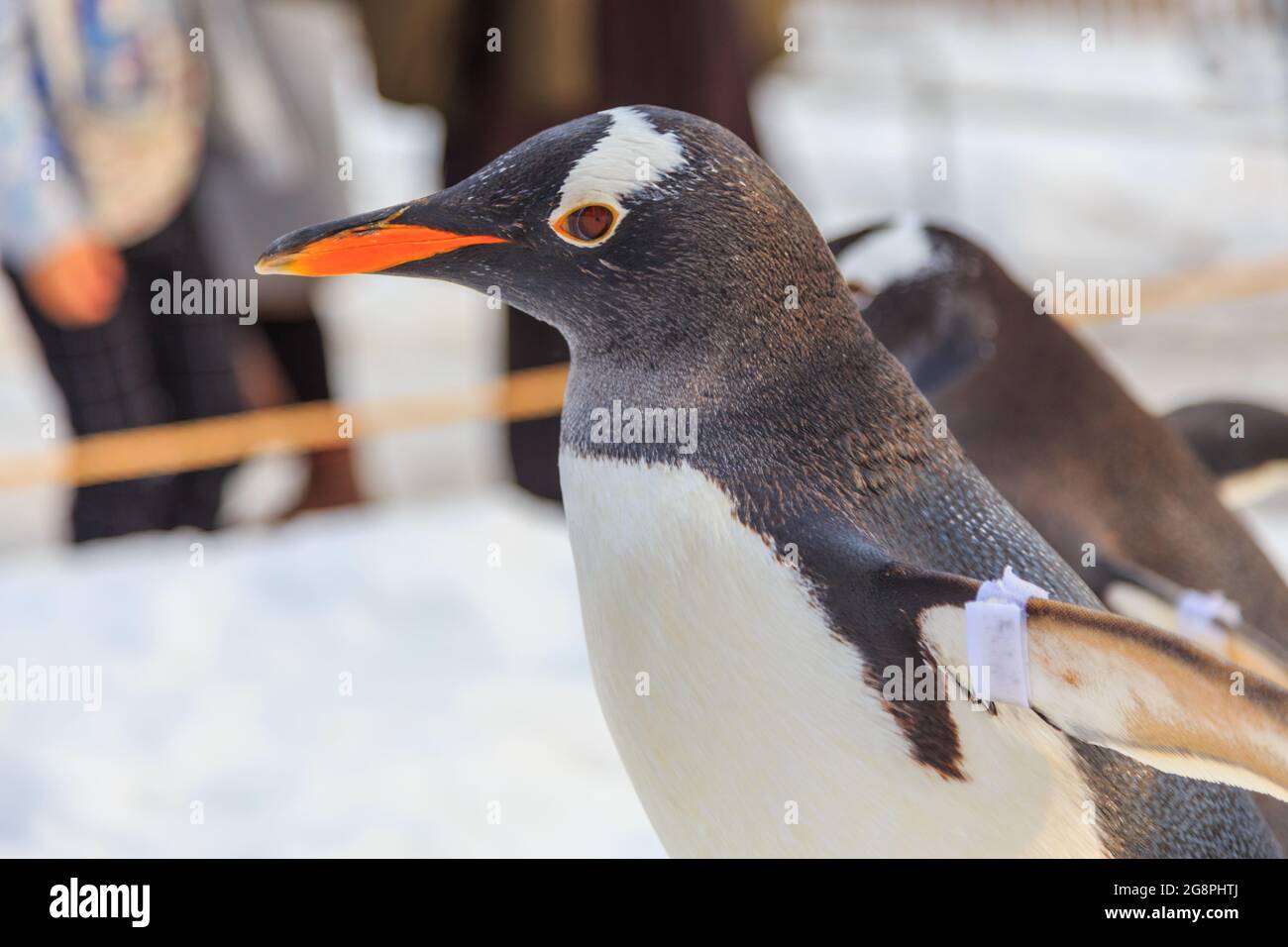 King penguin line up hi-res stock photography and images - Alamy