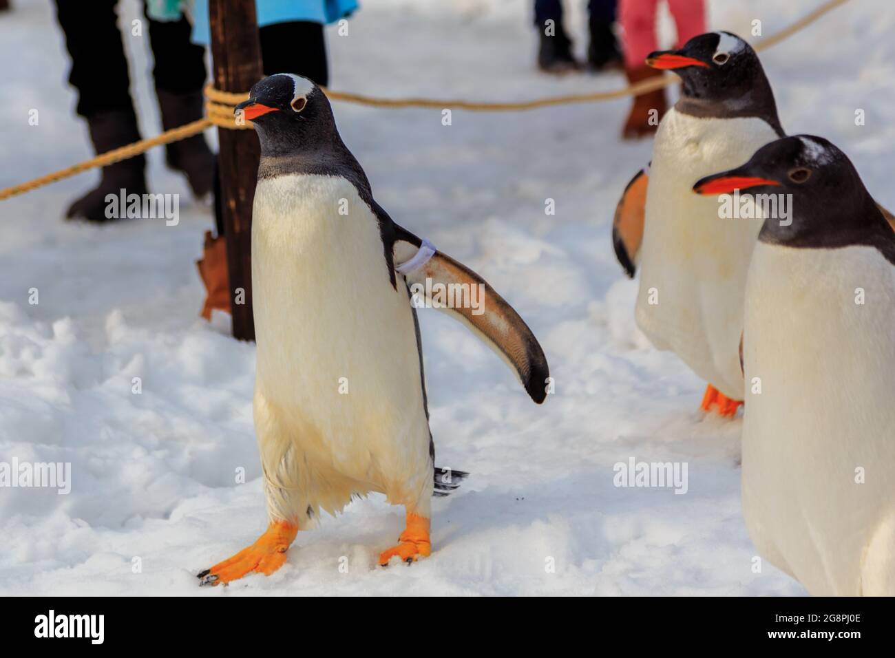 Penguins walk in line up on the snow Stock Photo - Alamy