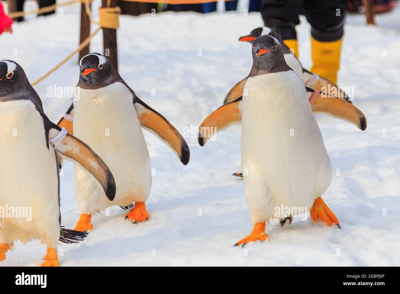 King penguin line up hi-res stock photography and images - Alamy