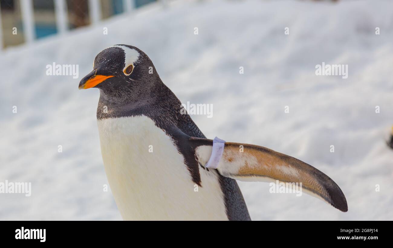 King penguin line up hi-res stock photography and images - Alamy