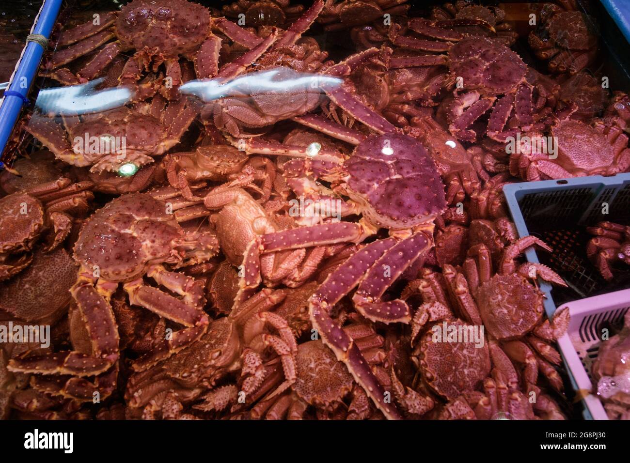 Fresh Japanese hair crab, King Crab of Hokkaido, Japan , Fresh Red King ...