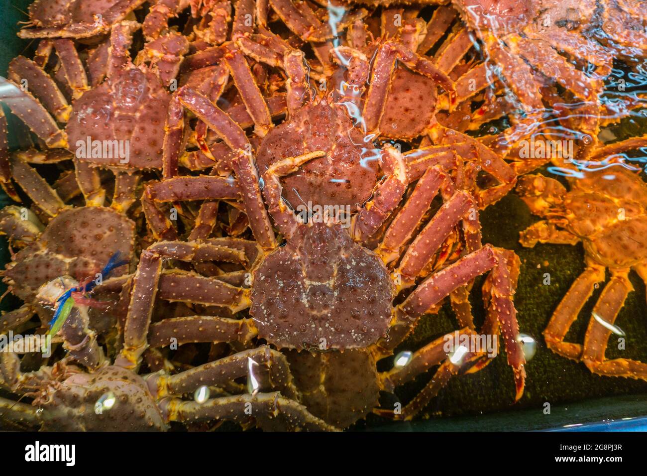 Fresh Japanese hair crab, King Crab of Hokkaido, Japan , Fresh Red King ...