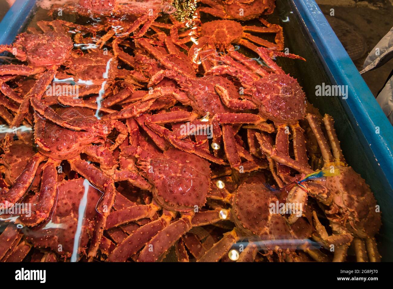 Fresh Japanese hair crab, King Crab of Hokkaido, Japan , Fresh Red King ...