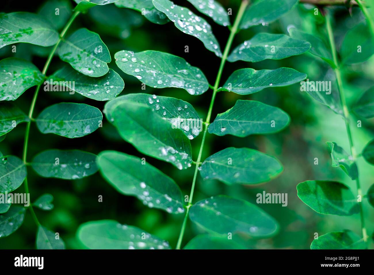 Acacia tree bright background hi-res stock photography and images - Alamy