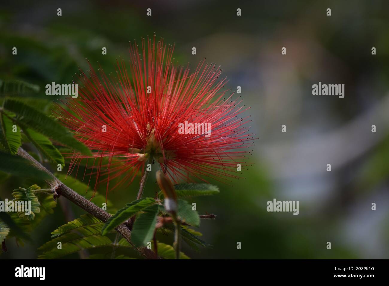 the red Flower of the Powder puff bush Stock Photo - Alamy