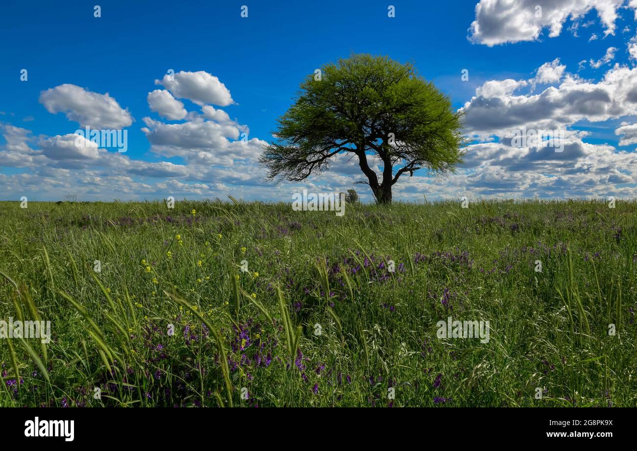 Calden, Prosopis Caldenia) in Pampas landscape, typical tree of the ...