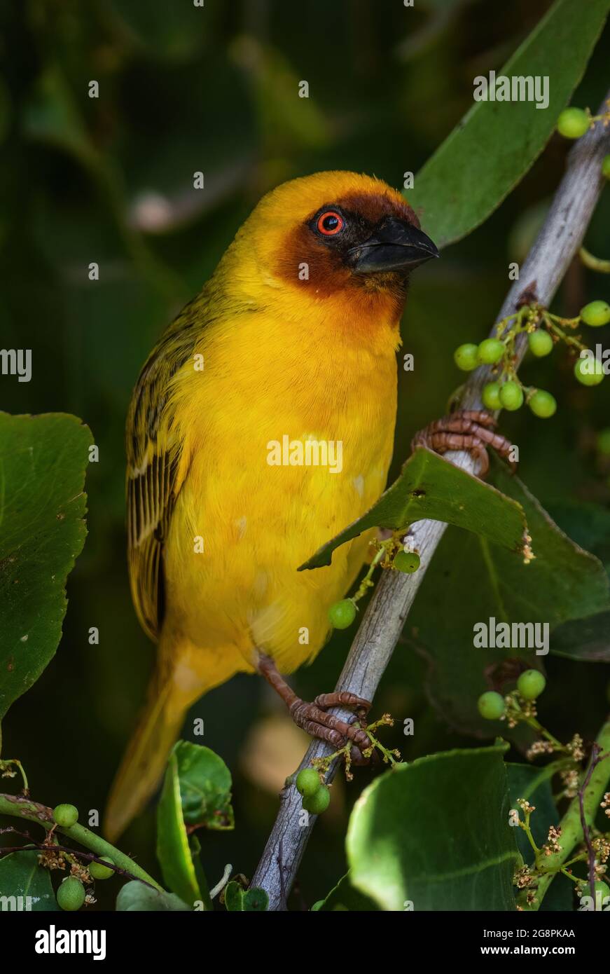 Vitellinus hi-res stock photography and images - Alamy