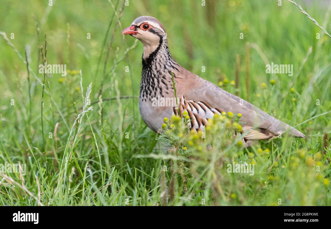 21st July 2021Denholm, Scottish Borders. Scotland, UK A grey partridge ...