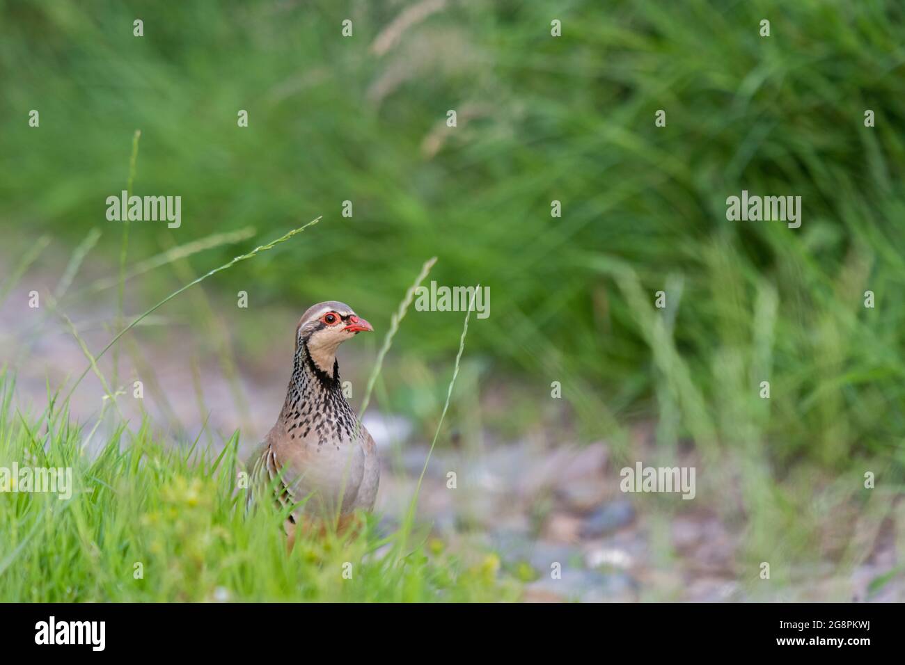 21st July 2021Denholm, Scottish Borders. Scotland, UK A grey partridge ...