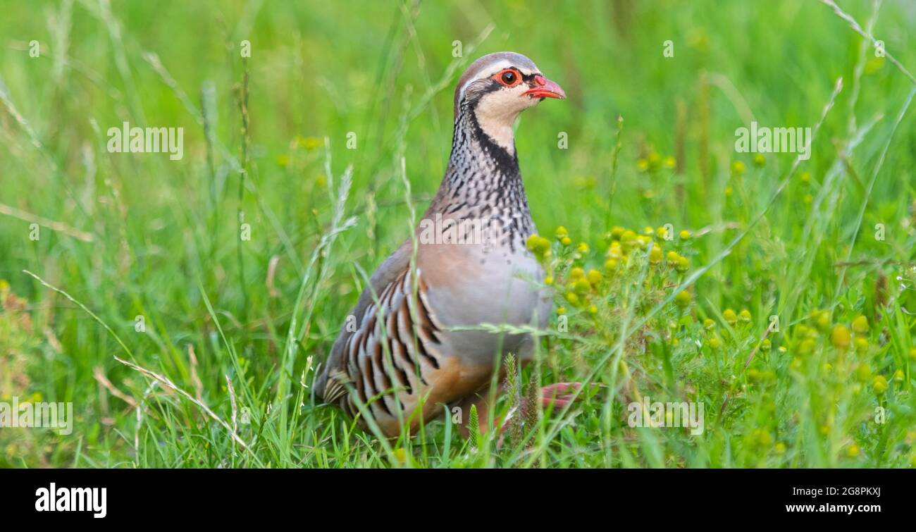 Uk grey partridge grass hi-res stock photography and images - Alamy