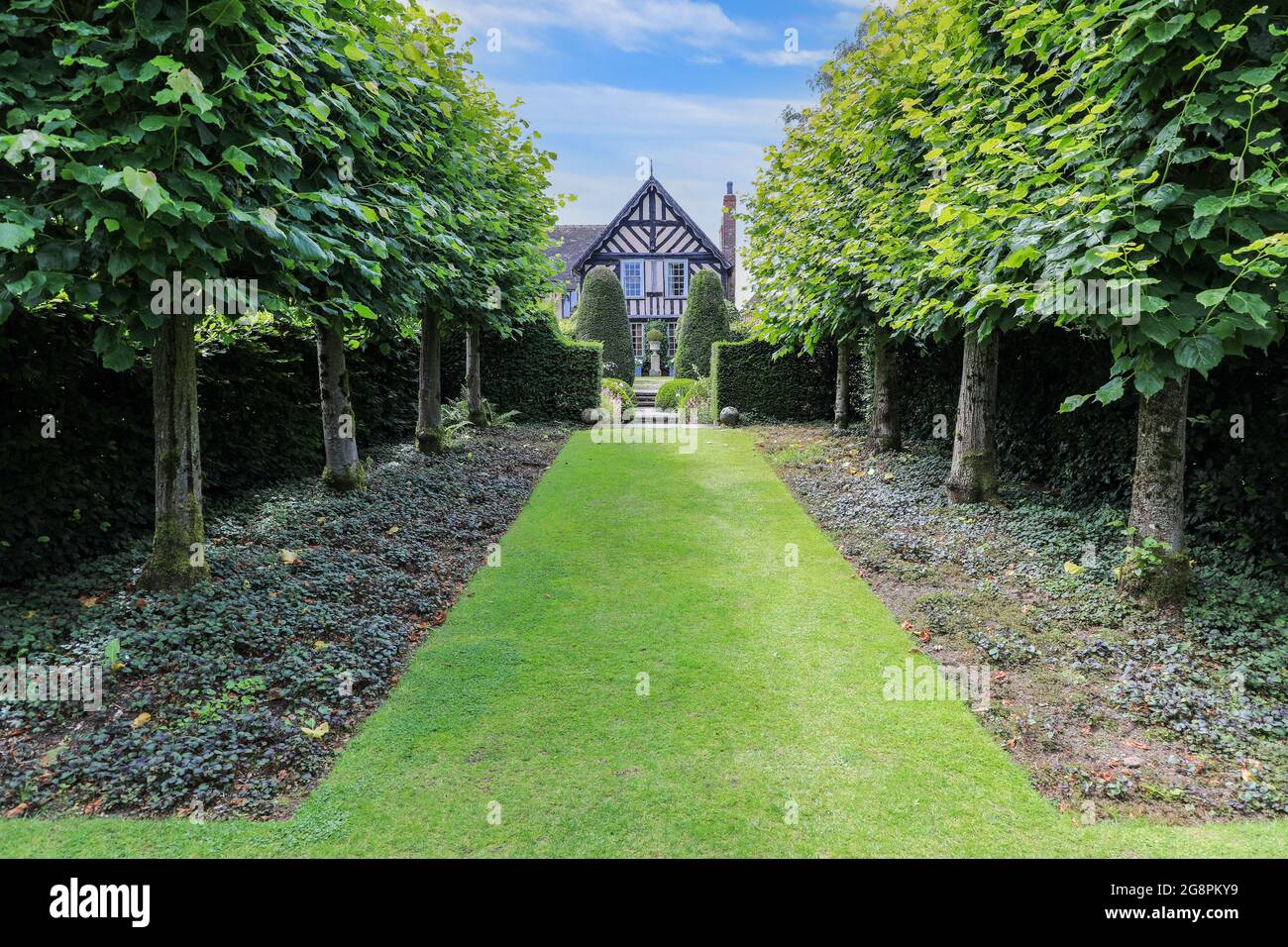 Pleached hi-res stock photography and images - Alamy