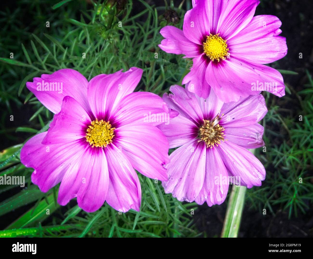 Reader Rock Garden Calgary Alberta Stock Photo - Alamy