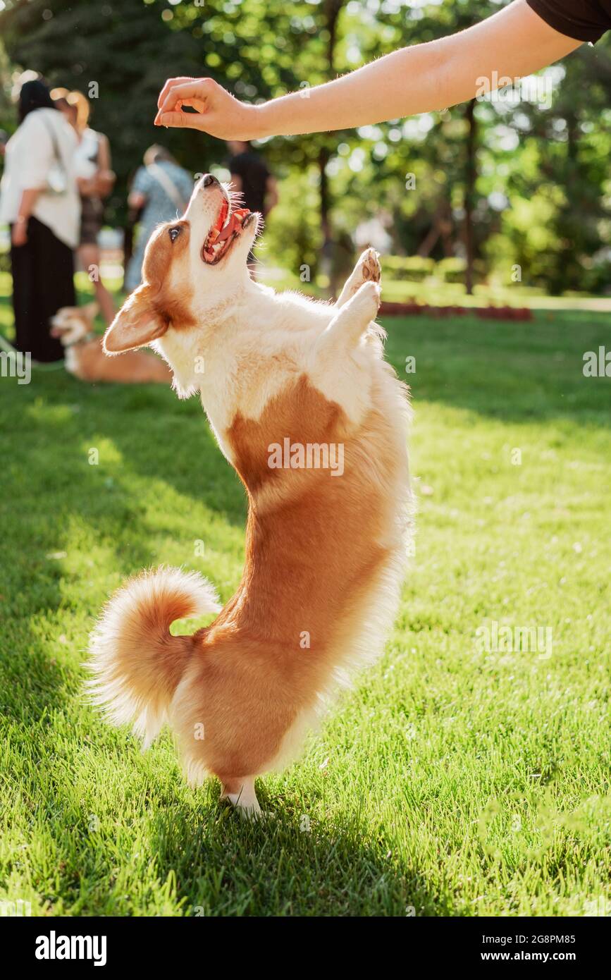 Corgi stand hi-res stock photography and images - Alamy