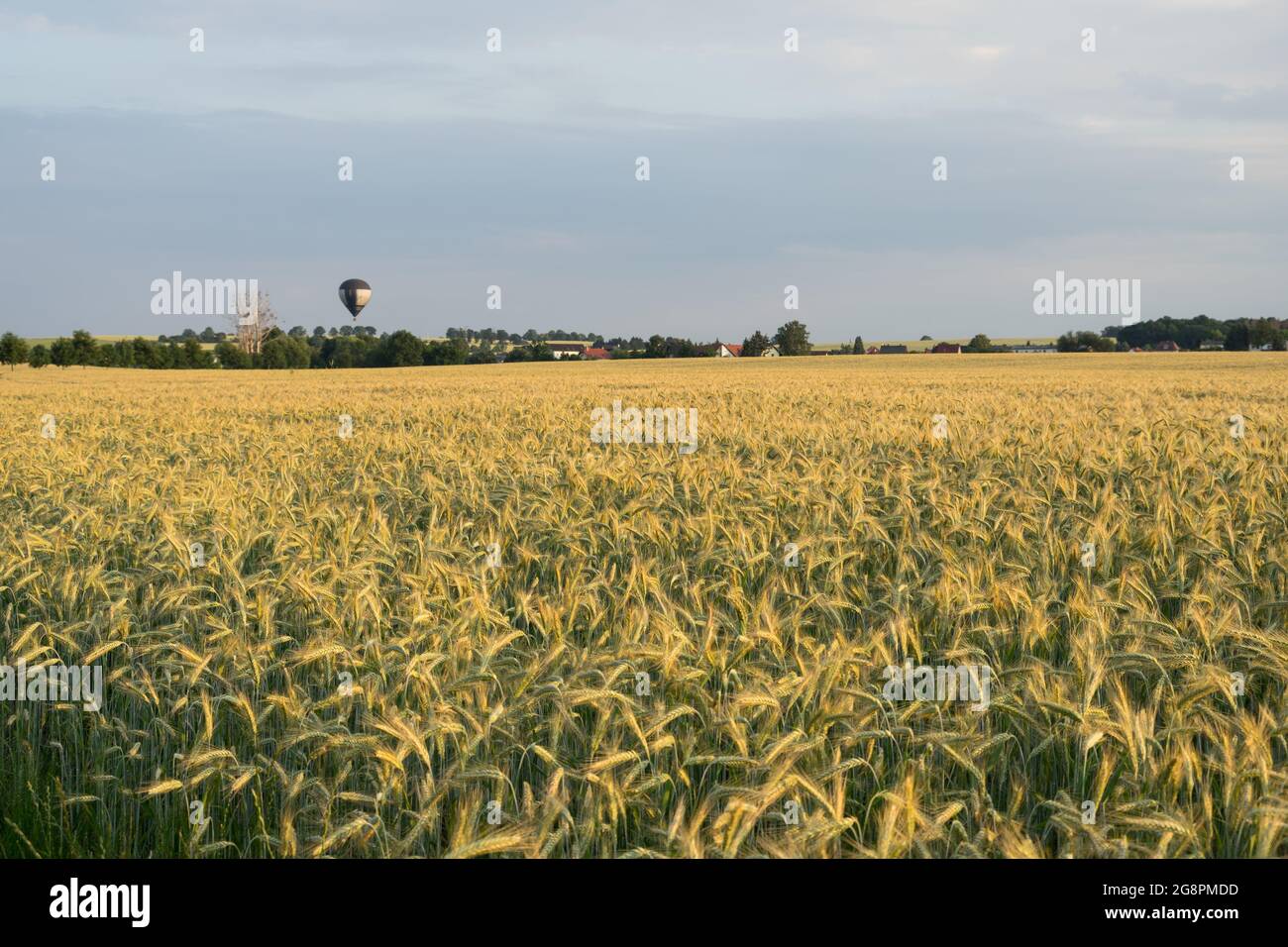sunny golden wheat field and hot air balloon idyllic rural landscape ...