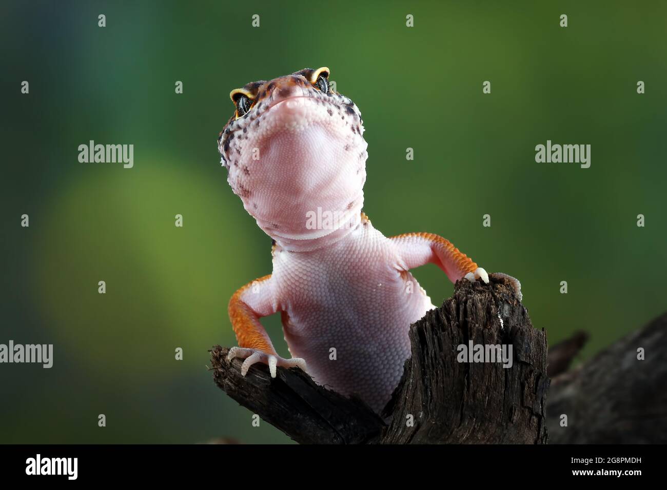Leopard gecko branch hi-res stock photography and images - Alamy