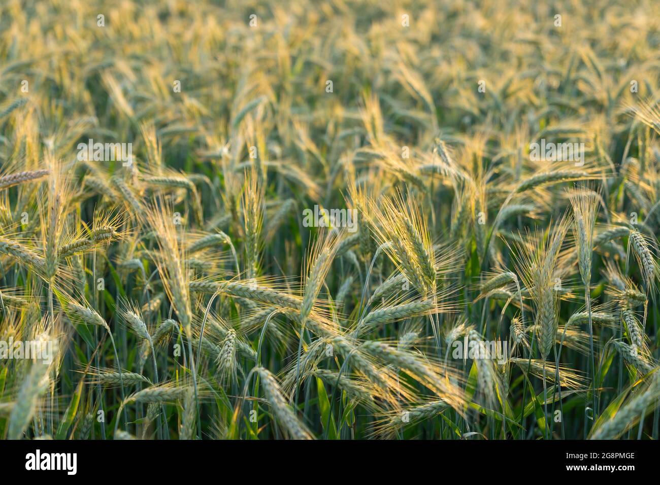 sunny golden grain field at sunset in summer rich harvest of wheat ...