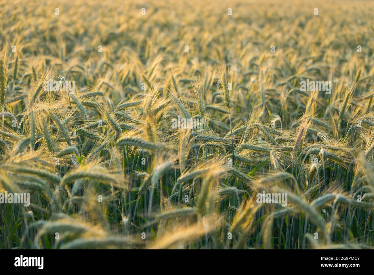 sunny golden grain field at sunset in summer harvest of wheat Stock ...