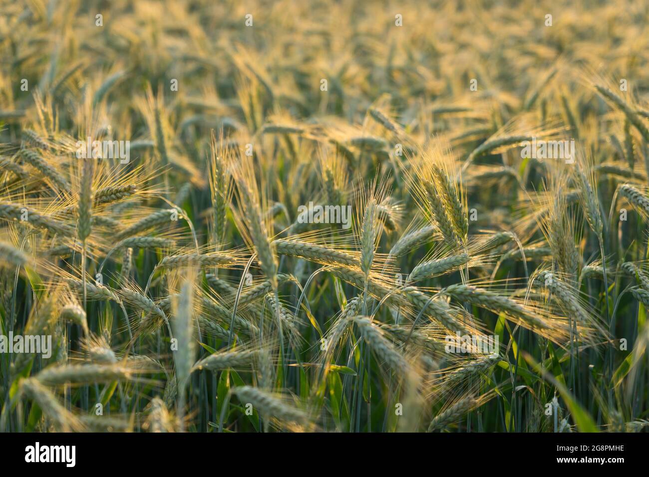 Golden grain field hi-res stock photography and images - Alamy