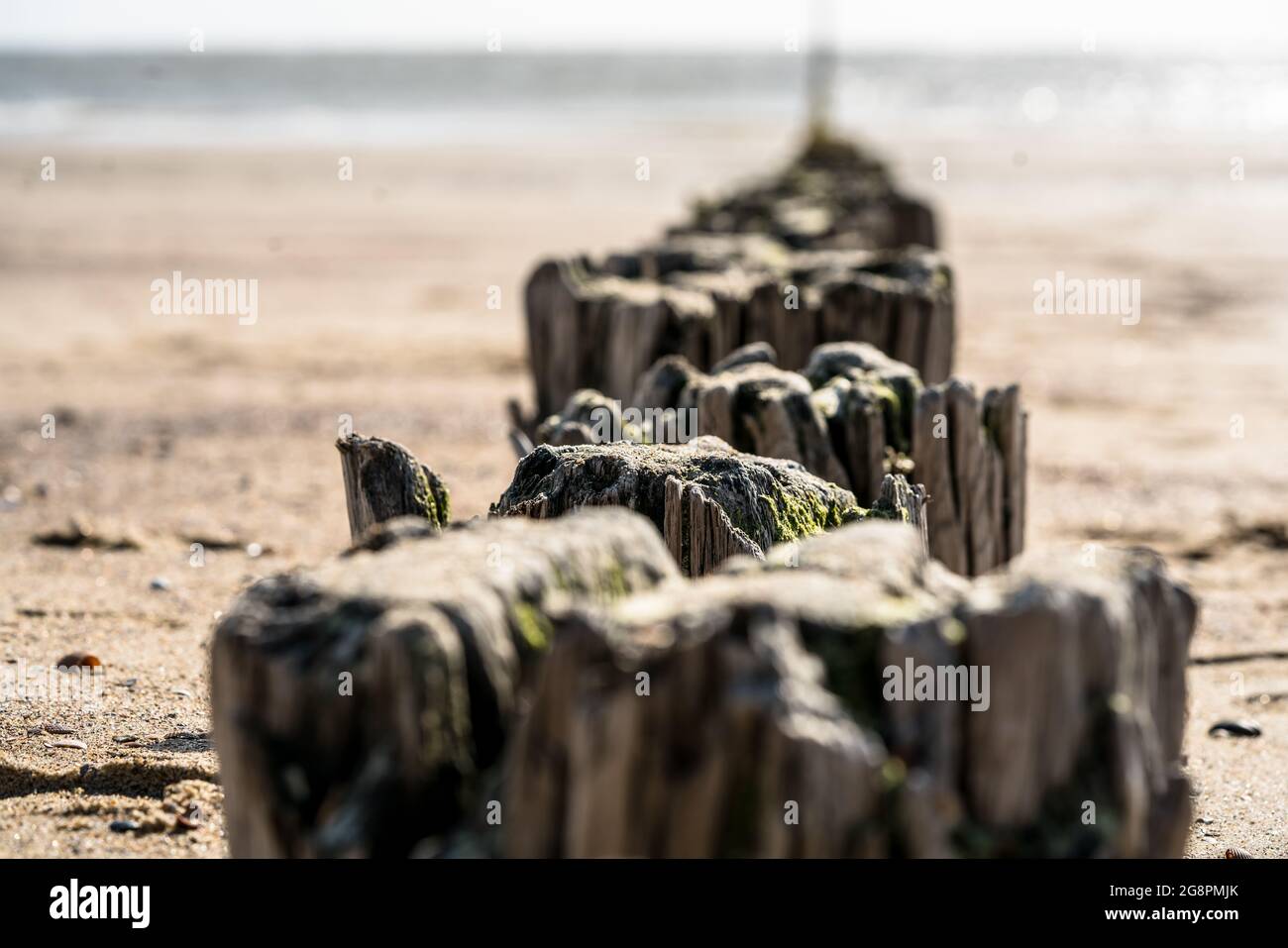 Wooden breakwater poles covered with moss in a row leading into the sea ...