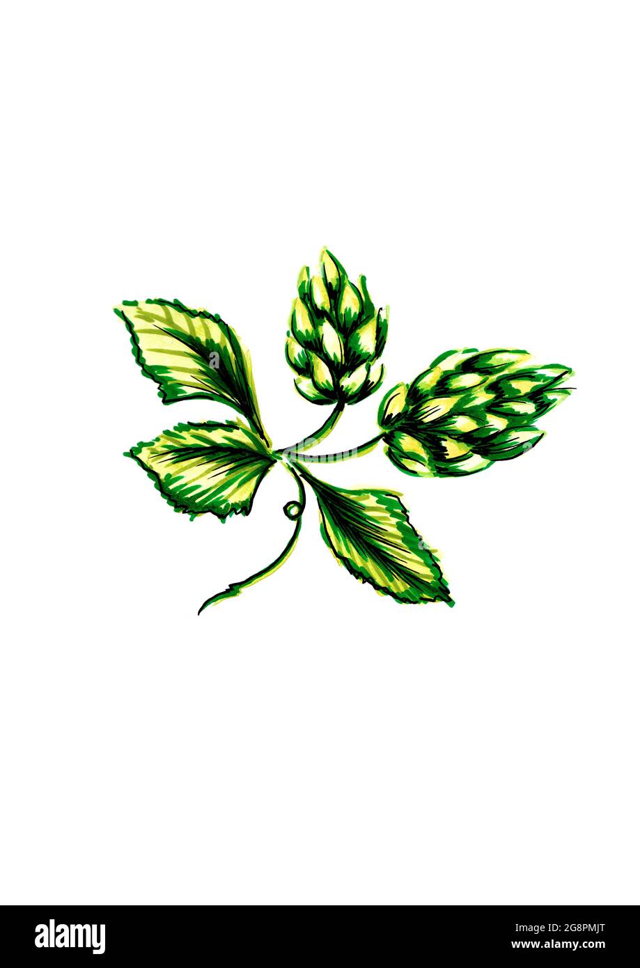 Hand-painted Illustration of hop plant on white background Stock Photo ...