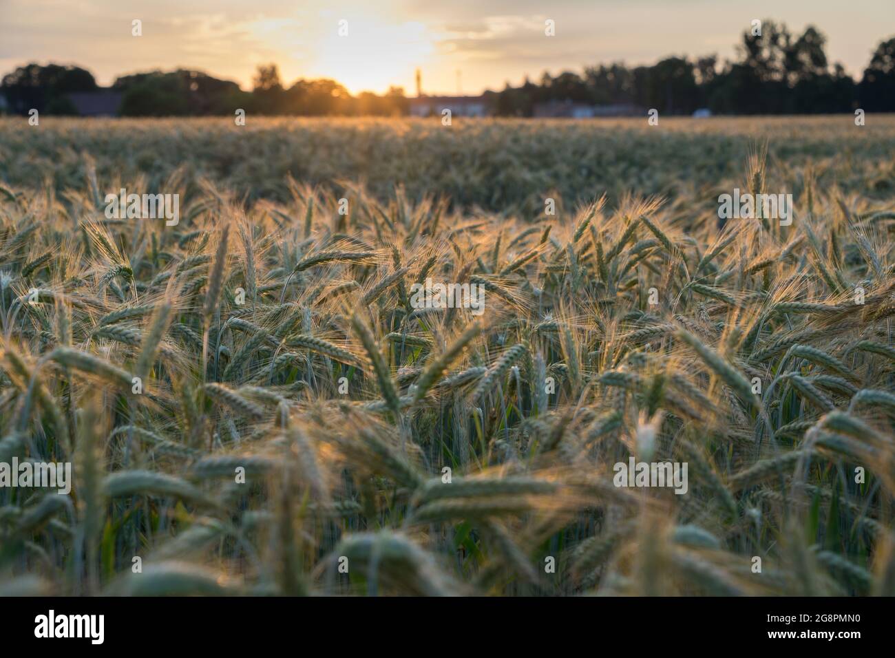scenic sunset over the golden wheat field rural landscape in summer ...