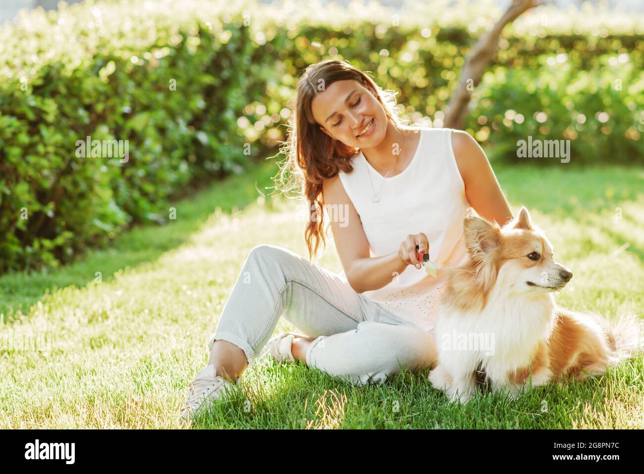A beautiful girl is caring for her dog of the Corgi breed, combing her ...