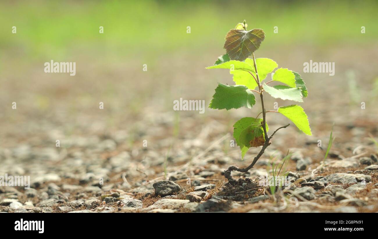 A small birch tree in a rocky plain. Ecology symbol. Natural growth and ...