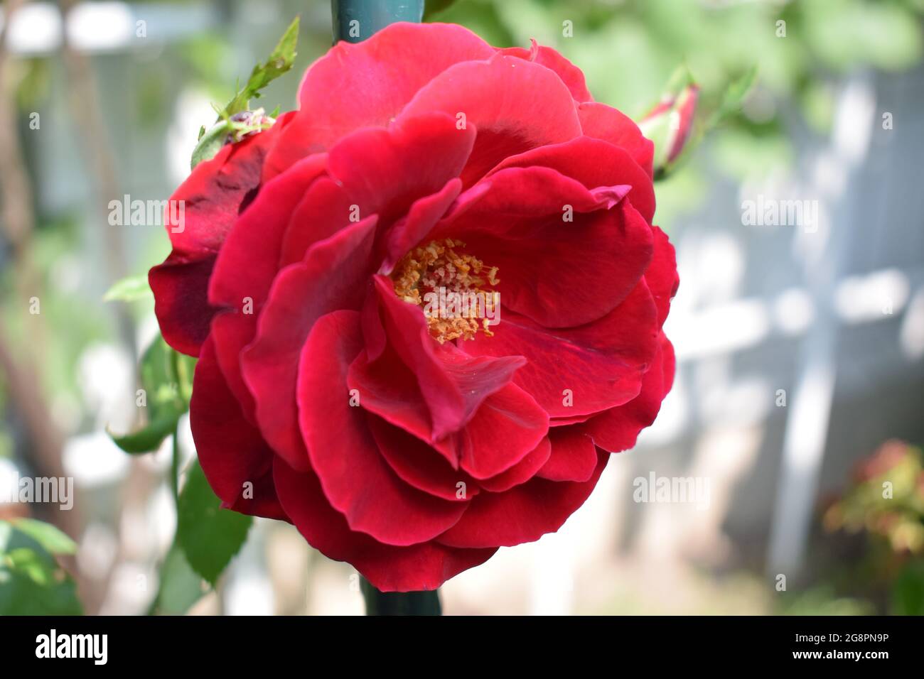 wide open blooming red rose Stock Photo - Alamy
