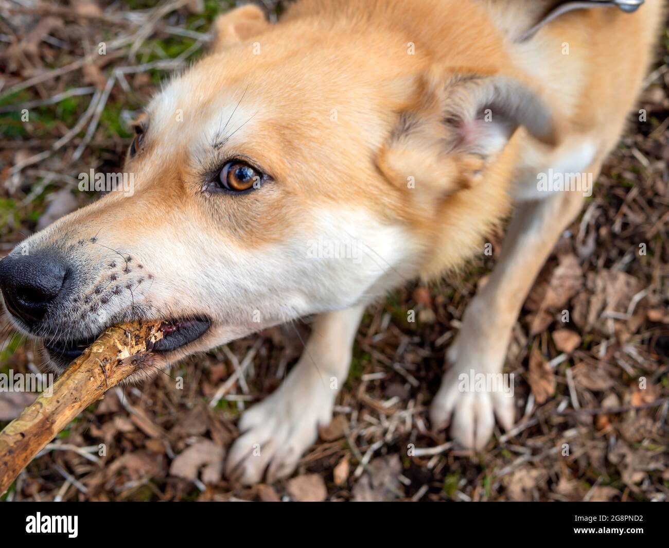 Dog jumping on bed hi-res stock photography and images - Alamy