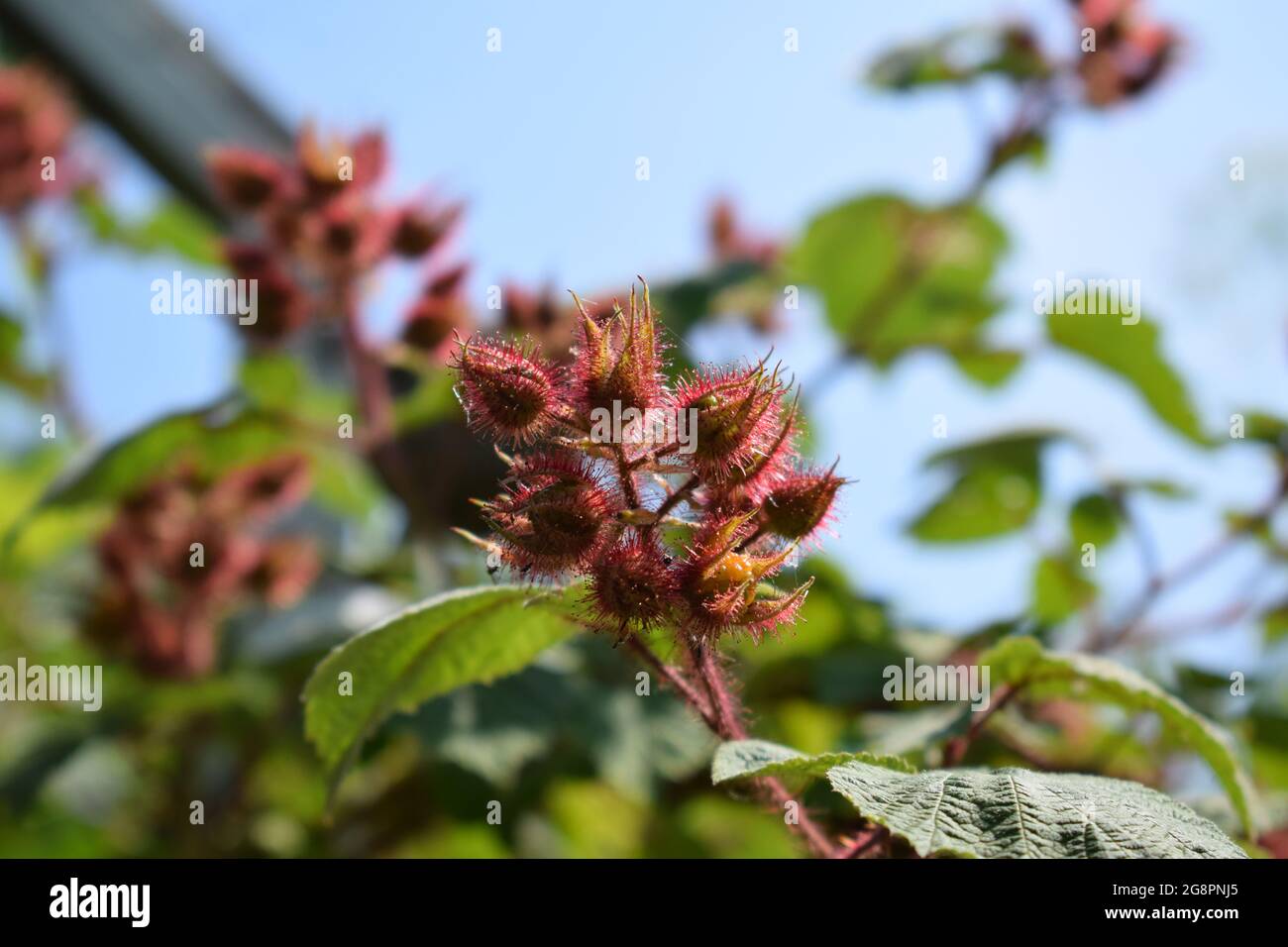Rubus phoenicolasius japanese wineberry fruit hi-res stock photography ...
