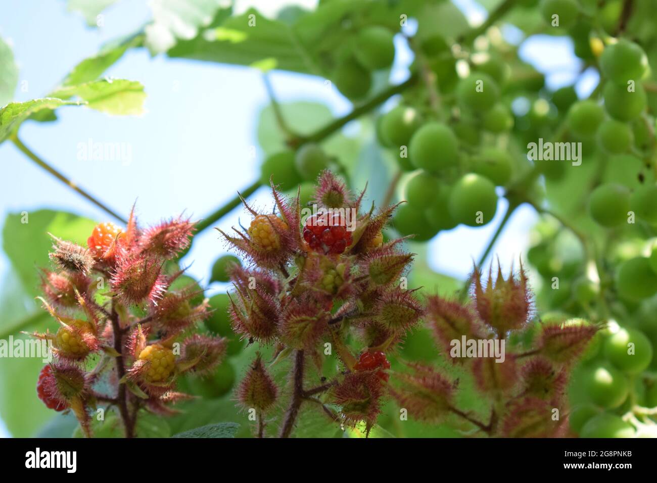 Japanese Wineberry Bush High Resolution Stock Photography and Images ...