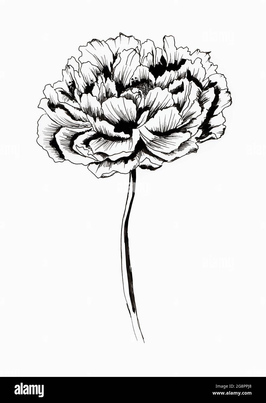 Black ink drawings hi-res stock photography and images - Alamy