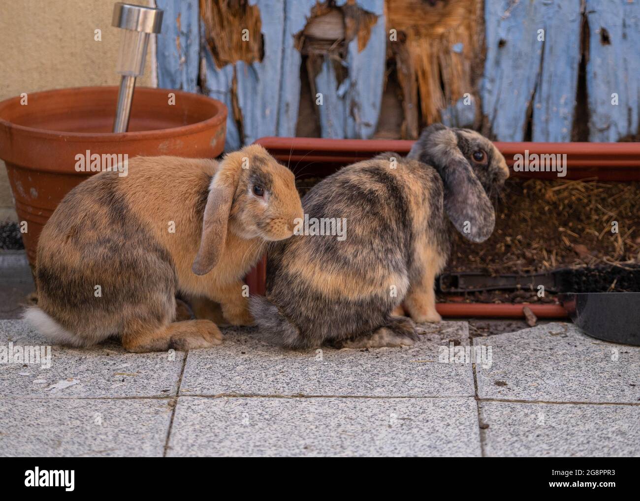 A pair of bunny rabbits in the back yard seeing whats going on Stock ...