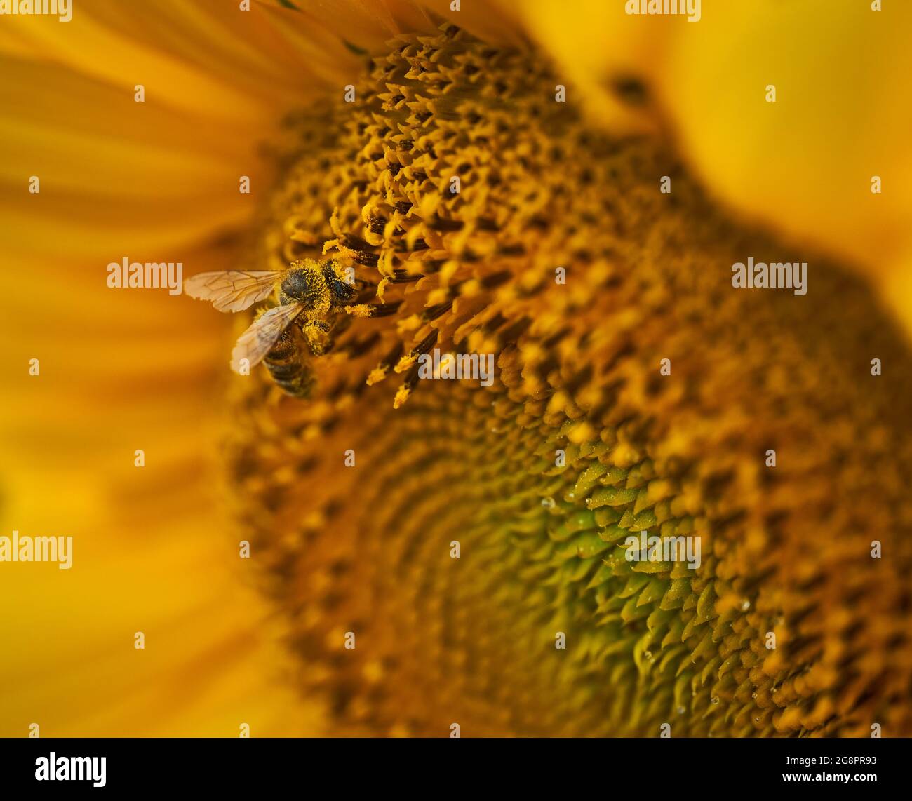 Honey bee pollinating a sunflower, macro shot Stock Photo - Alamy