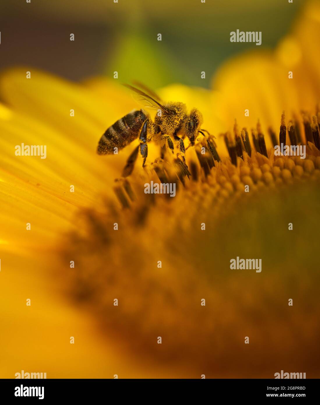 Honey bee pollinating a sunflower, macro shot Stock Photo - Alamy