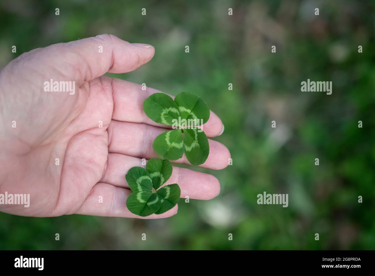Good luck leaf lucky clover hi-res stock photography and images - Alamy
